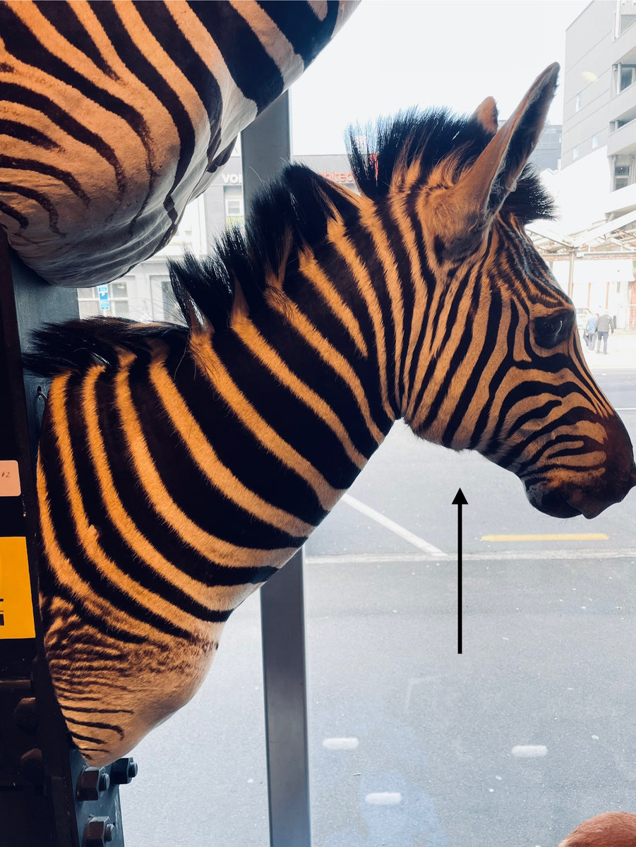 Zebra Bust #2 Taxidermy – Brown & Co Wellington