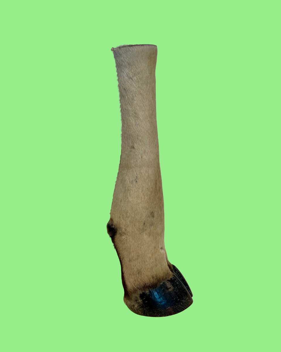 Hartebeest -Large Antelope Hooves – Brown & Co Wellington