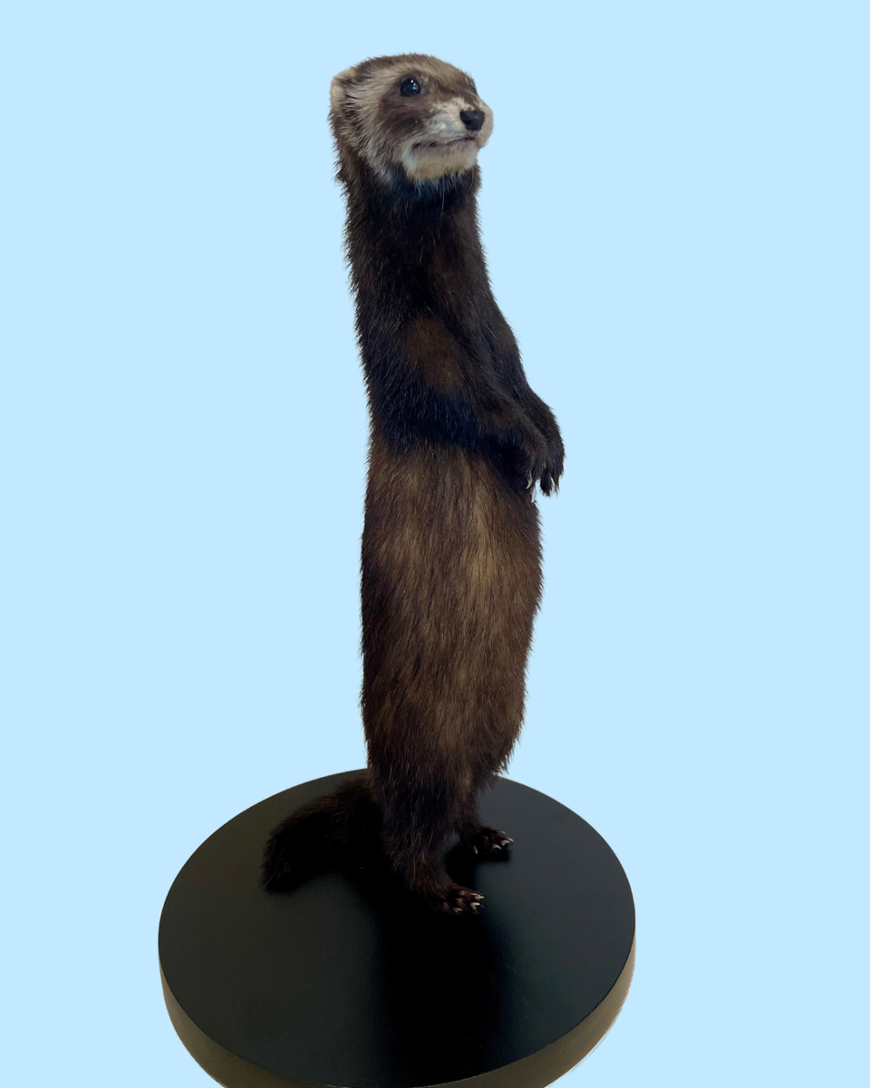 Standing Ferret-C – Brown & Co Wellington