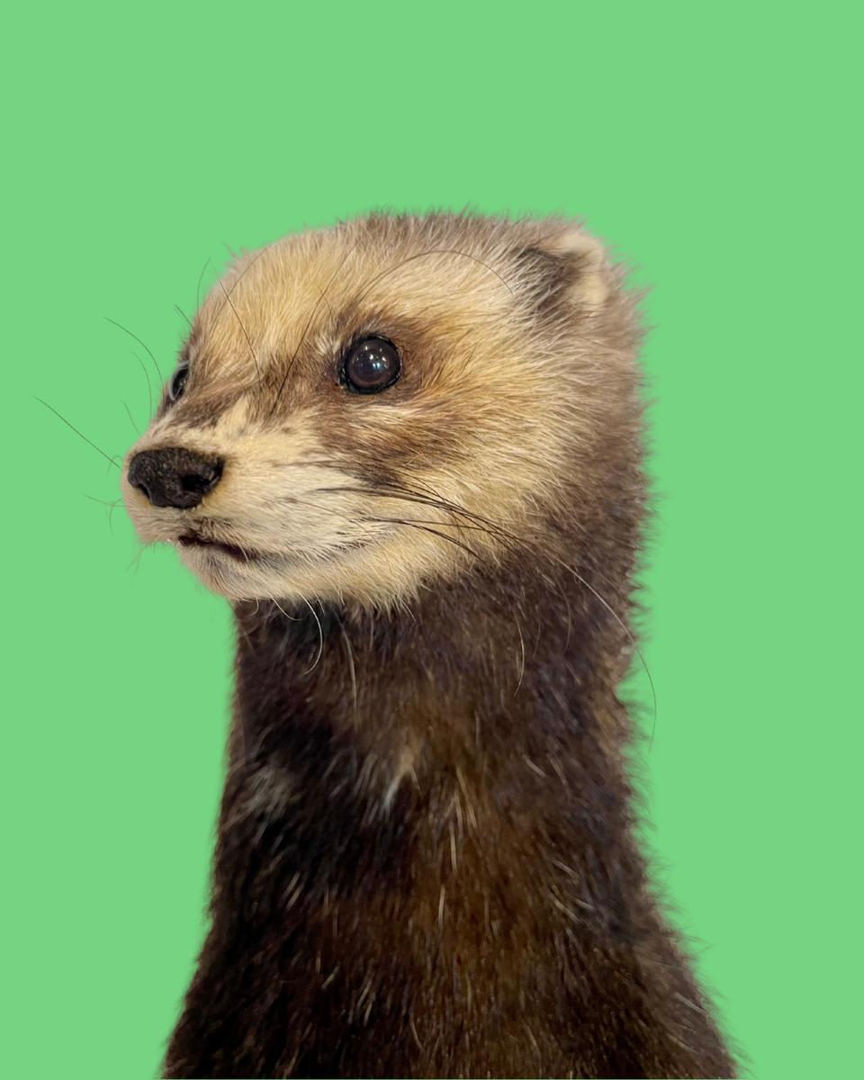 Standing Ferret-B – Brown & Co Wellington