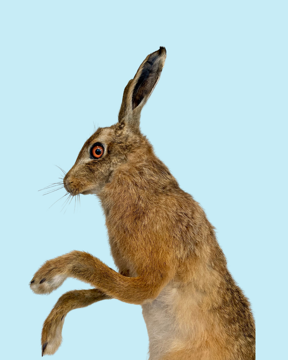 Standing Hare – Brown & Co Wellington