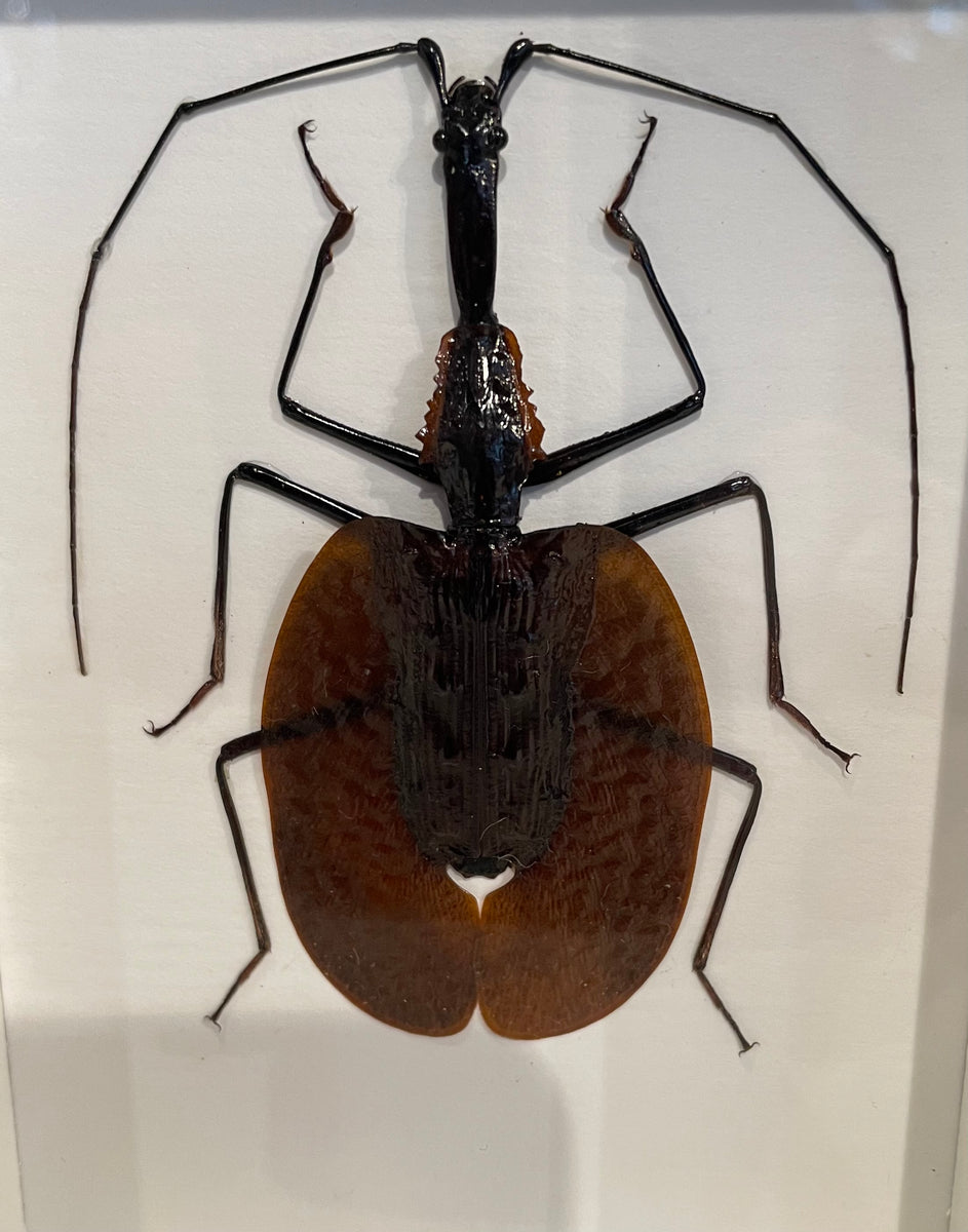 Violin Beetle-Framed – Brown & Co Wellington