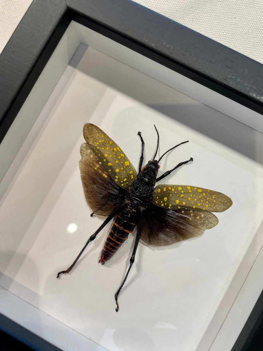 Northern Spotted Locust – Brown & Co Wellington