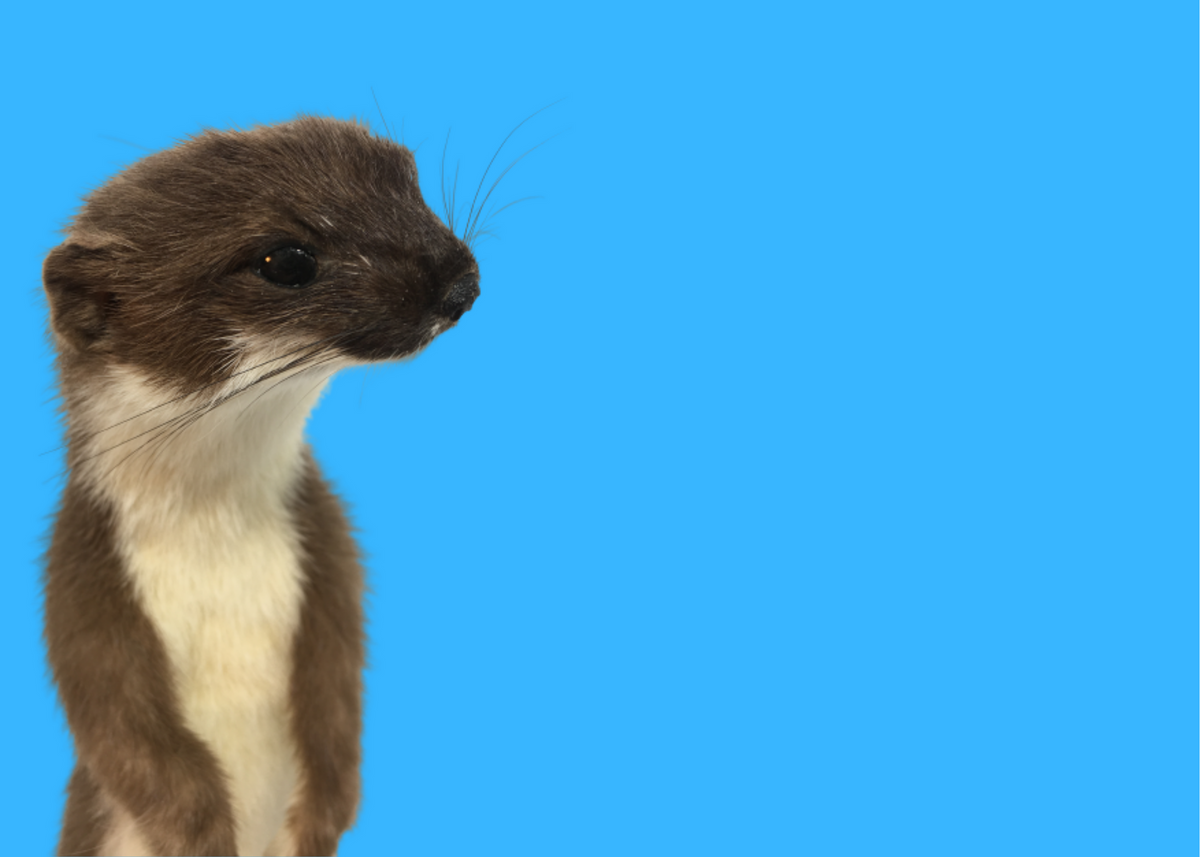 Cute Baby Stoat Card – Brown & Co Wellington